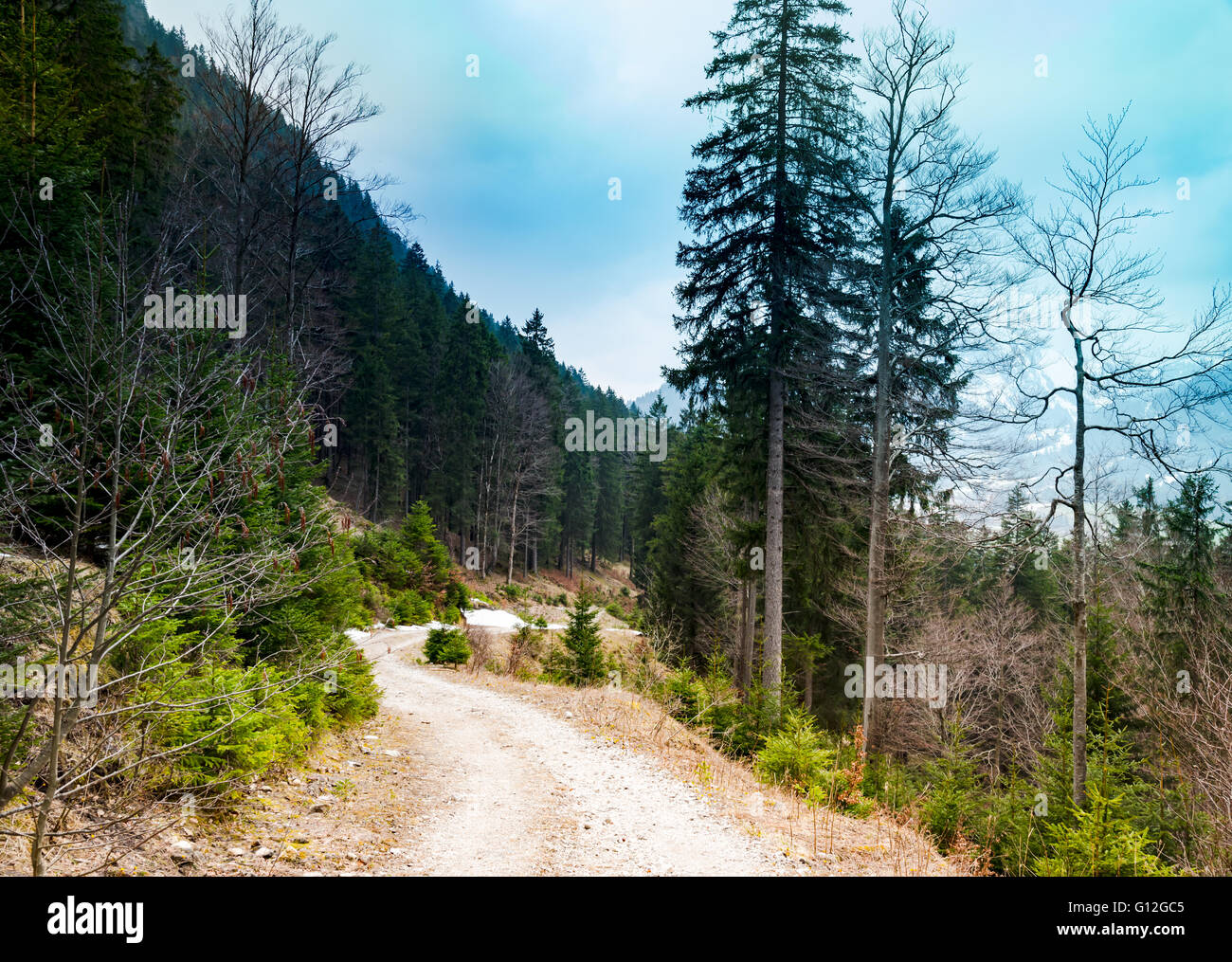 Difficult forest terrain hi-res stock photography and images - Alamy
