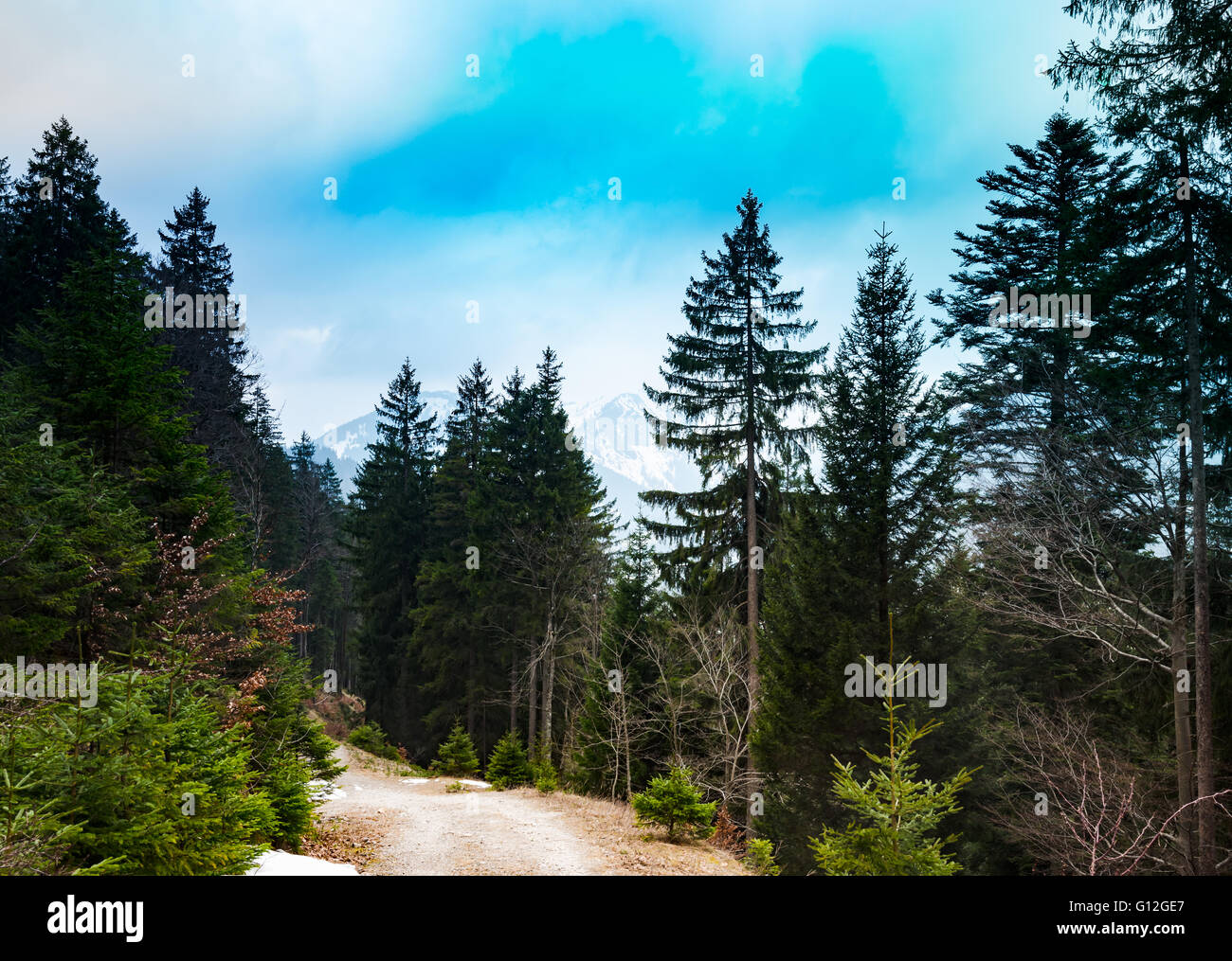 Difficult forest hi-res stock photography and images - Alamy