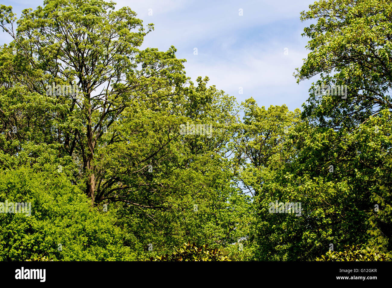 Natural English Springtime Woodland Outside in Sunlight Stock Photo - Alamy