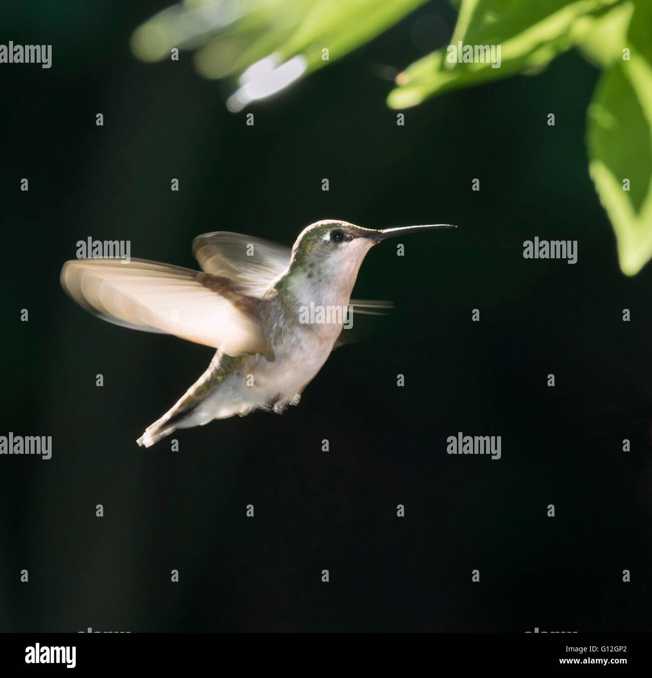 Female ruby-throated hummingbird (Archilochus colubris) flying at early ...