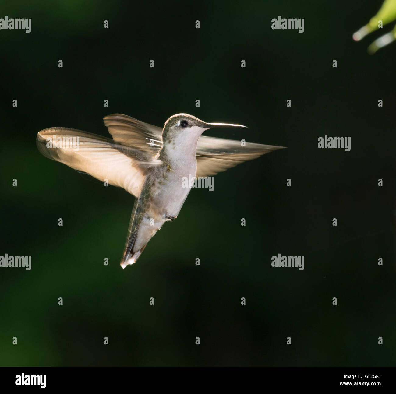 Female ruby-throated hummingbird (Archilochus colubris) flying at early ...