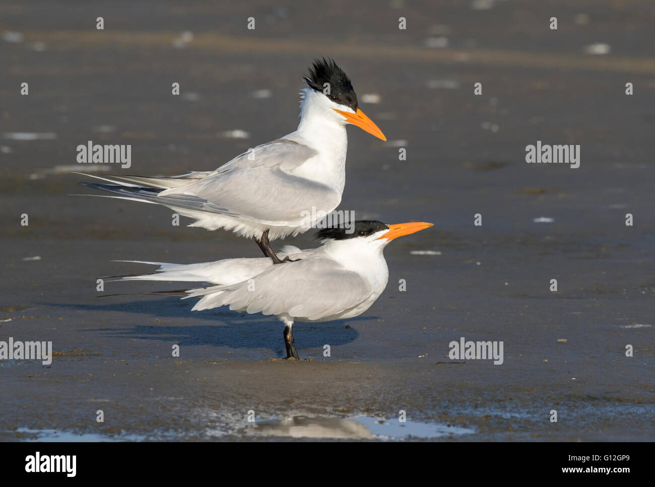 Breeding mating birds wildlife hi-res stock photography and images - Alamy