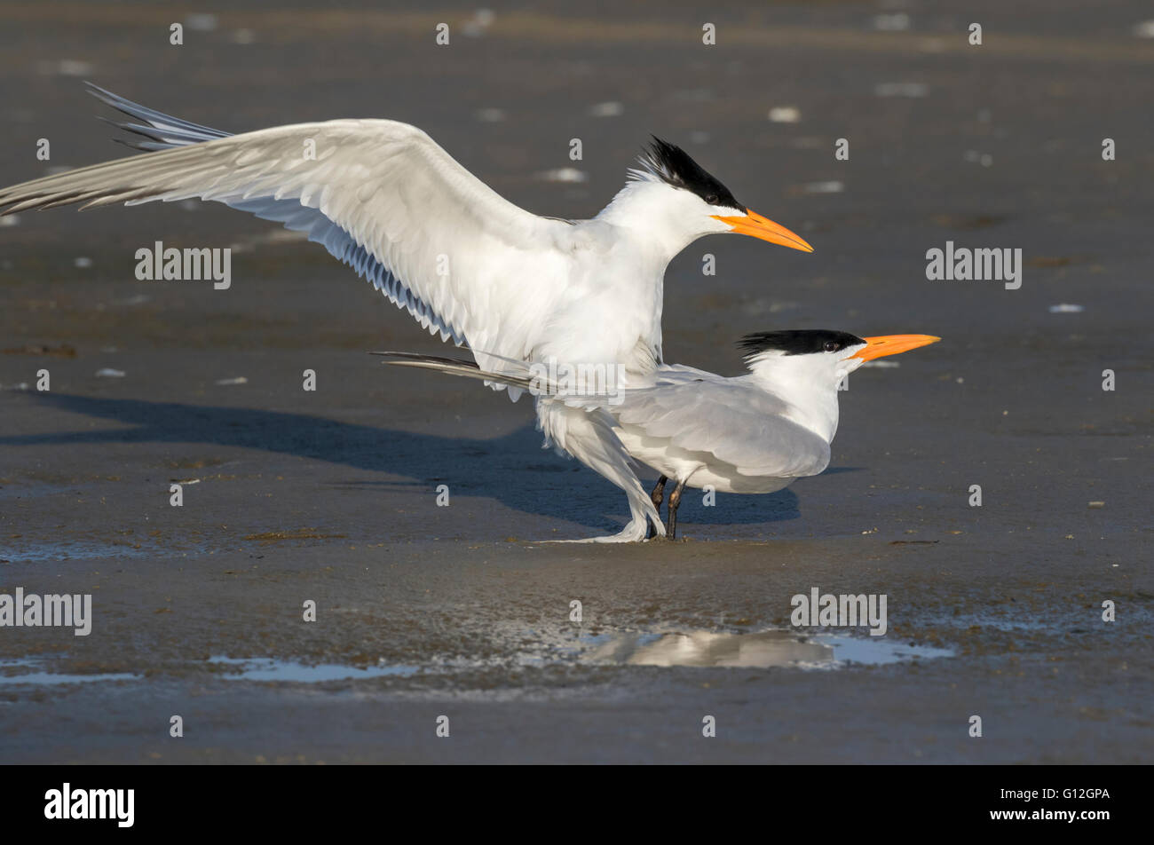 Mating royal terns (Thalasseus maximus) at the ocean beach, Galveston ...