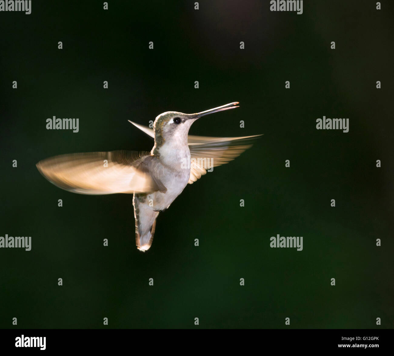 Hummingbird wings hi-res stock photography and images - Alamy
