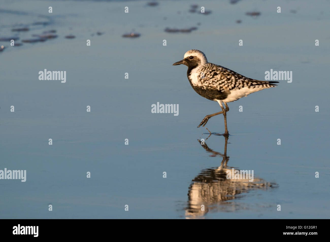 The grey plover hi-res stock photography and images - Alamy
