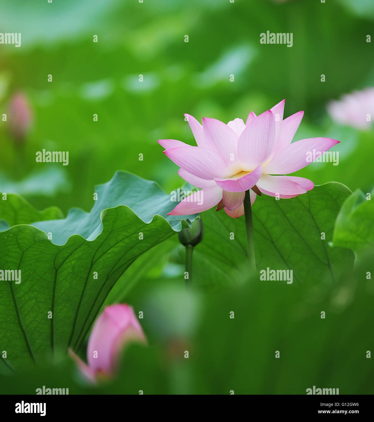 Lotus flower and Lotus flower plants Stock Photo - Alamy