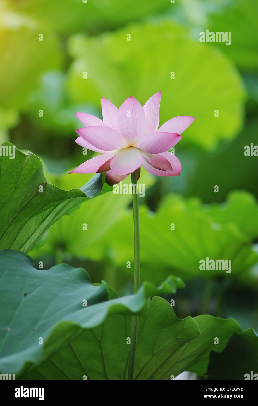 Lotus flower and Lotus flower plants Stock Photo - Alamy