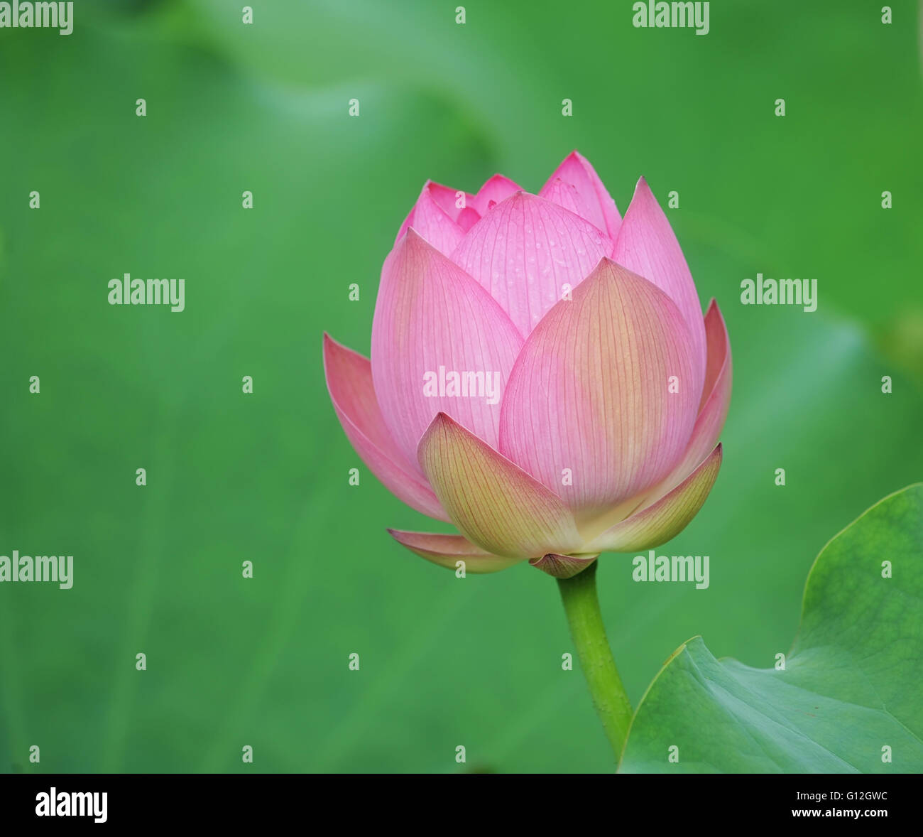 Lotus flower and Lotus flower plants Stock Photo - Alamy