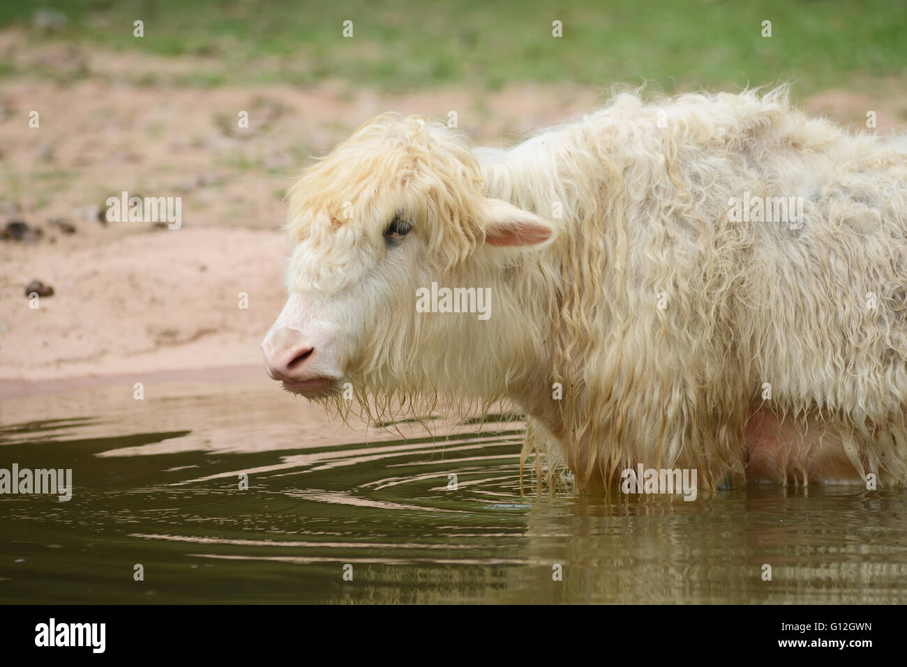 White yak hair hi-res stock photography and images - Alamy