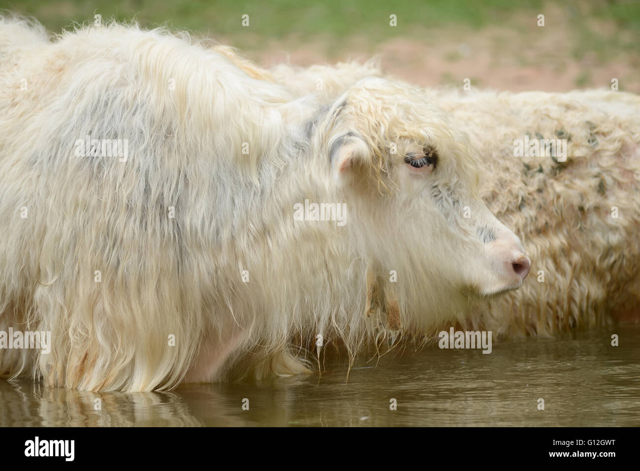 White yak hair hi-res stock photography and images - Alamy