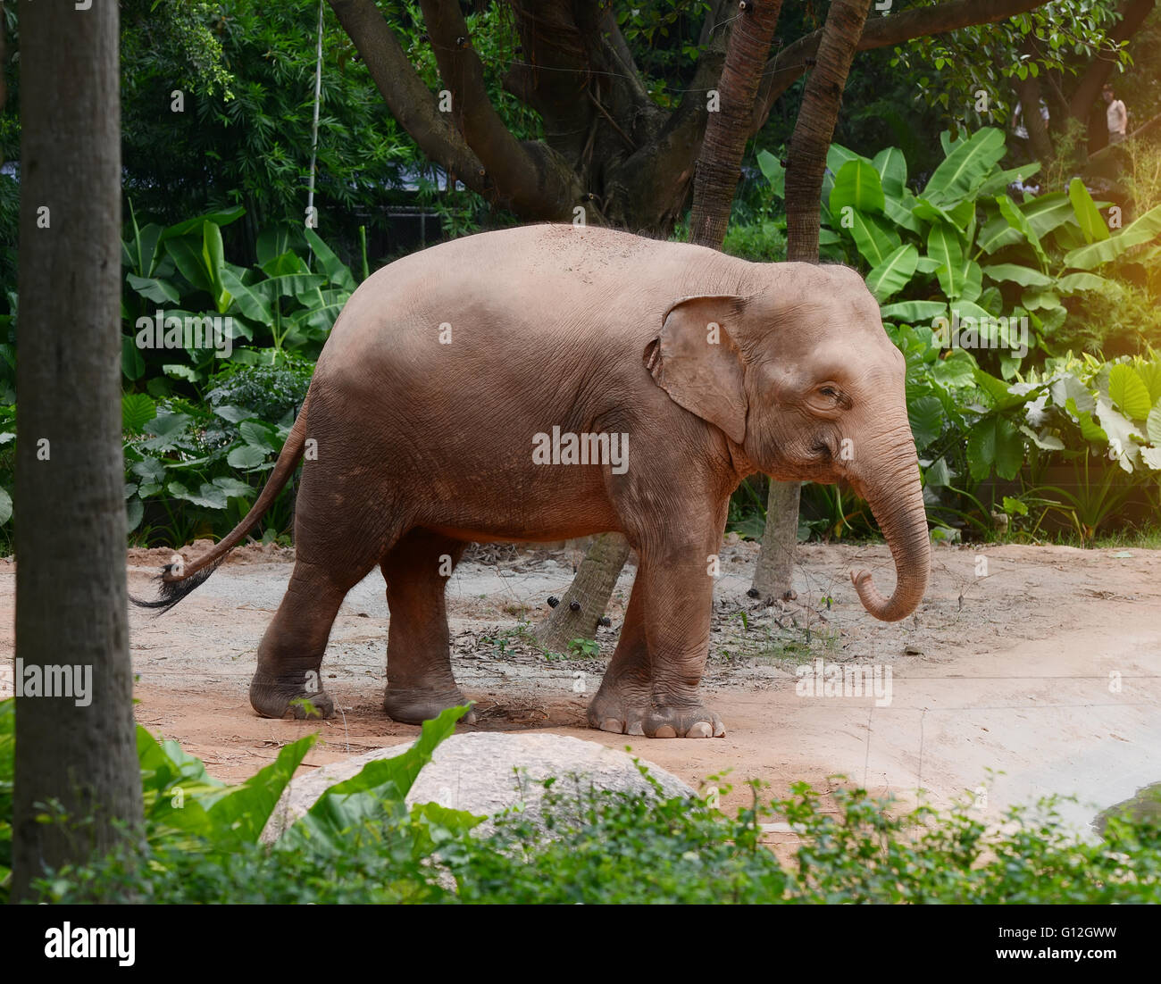 Elephant Lifting Trunk Up High Resolution Stock Photography and Images ...