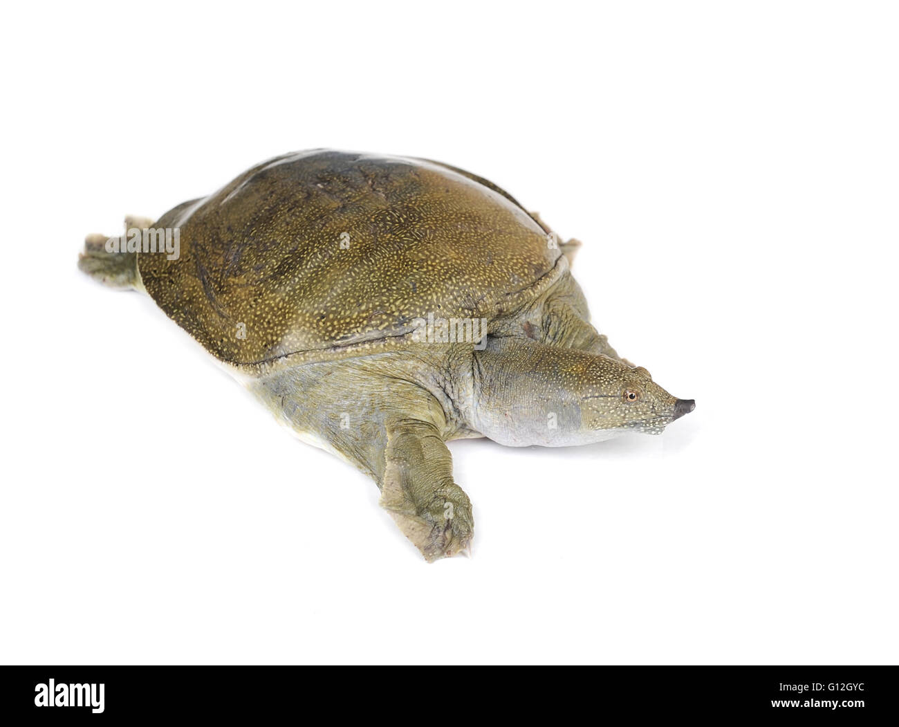 Chinese softshell turtle hi-res stock photography and images - Alamy