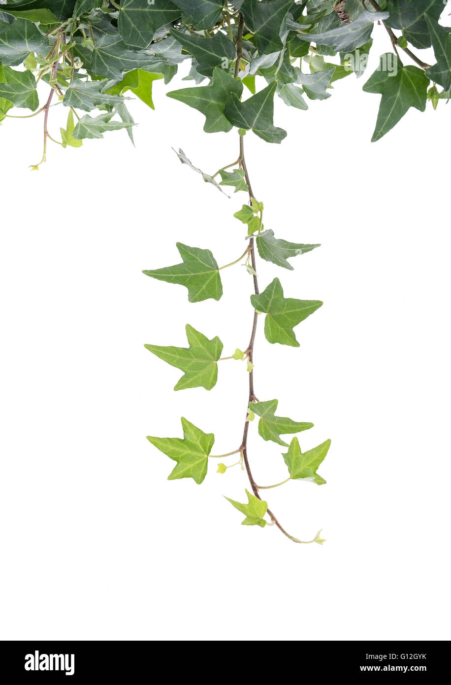 ivy leaves isolated on a white background Stock Photo - Alamy