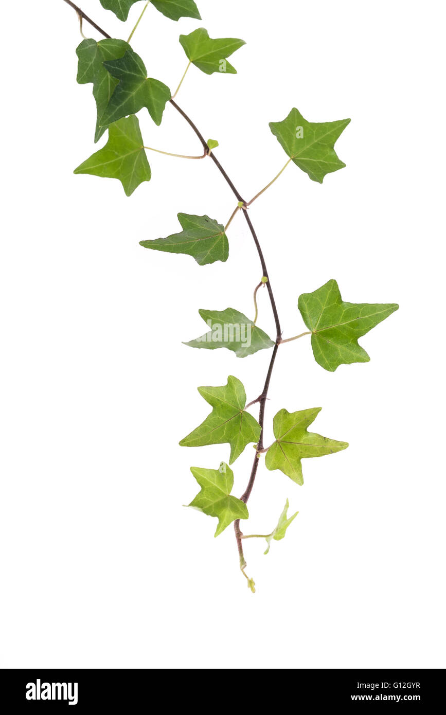 ivy leaves isolated on a white background Stock Photo - Alamy