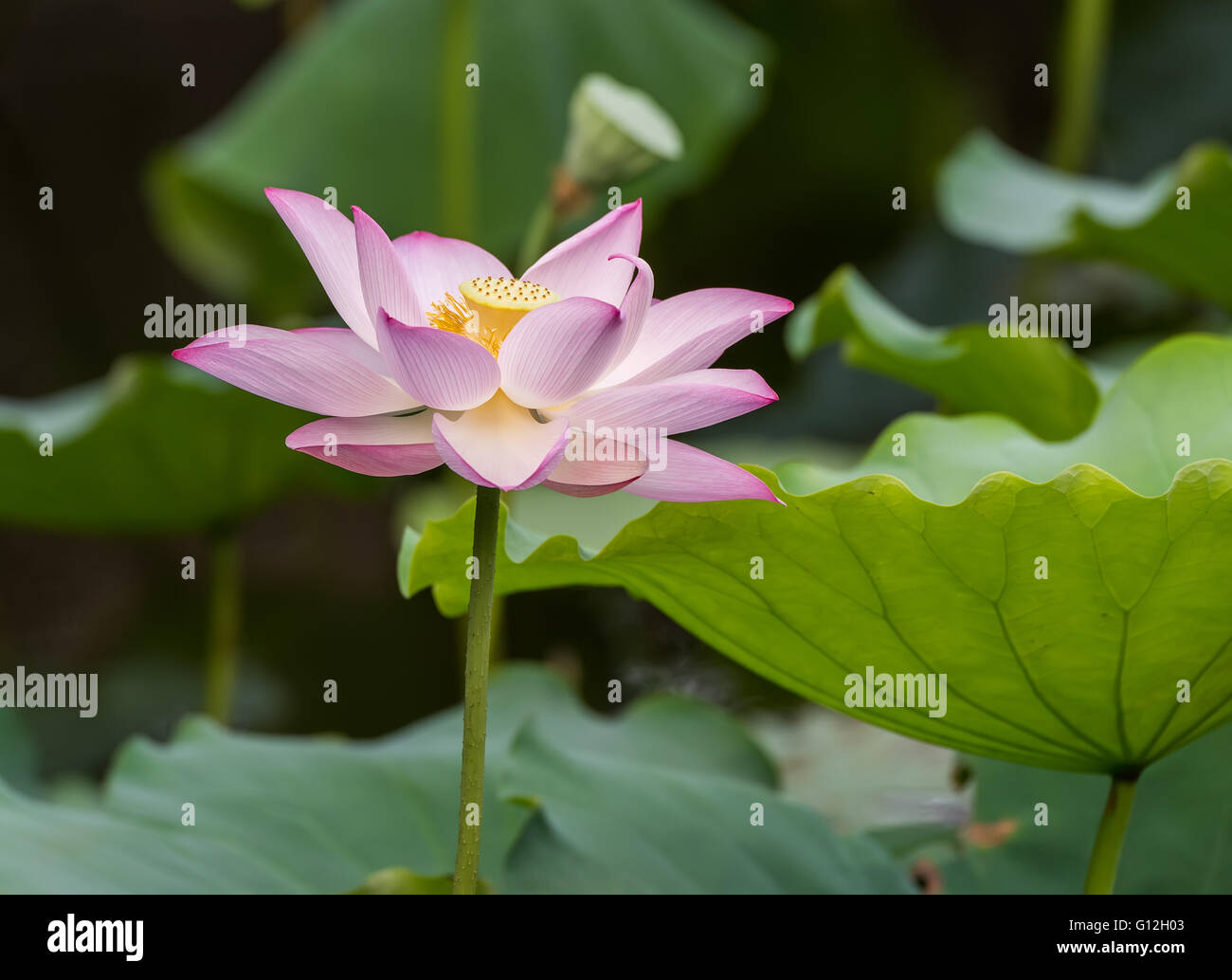 blooming lotus flower Stock Photo - Alamy