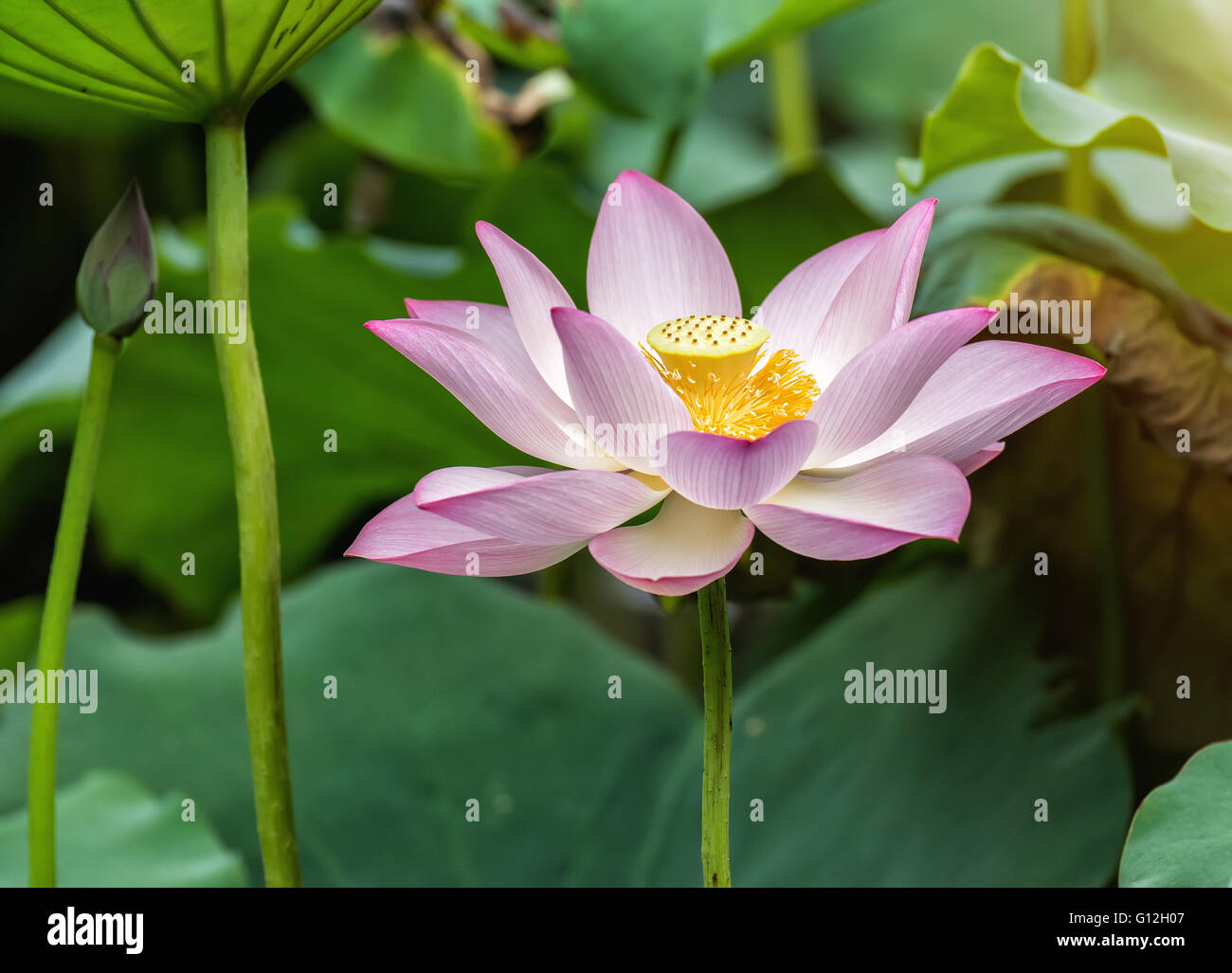 Lotus flower and Lotus flower plants Stock Photo - Alamy