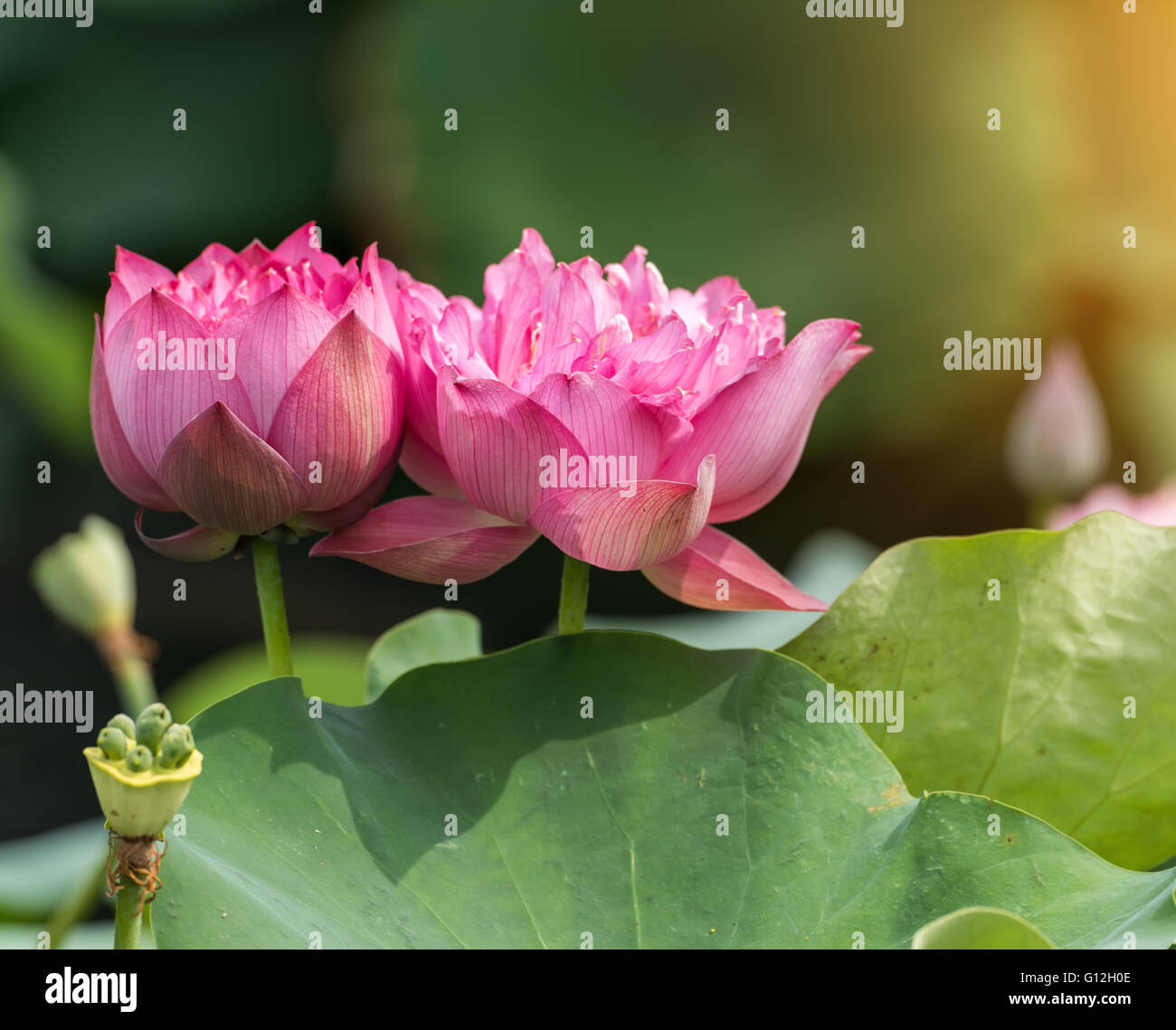 Lotus flower and Lotus flower plants Stock Photo - Alamy