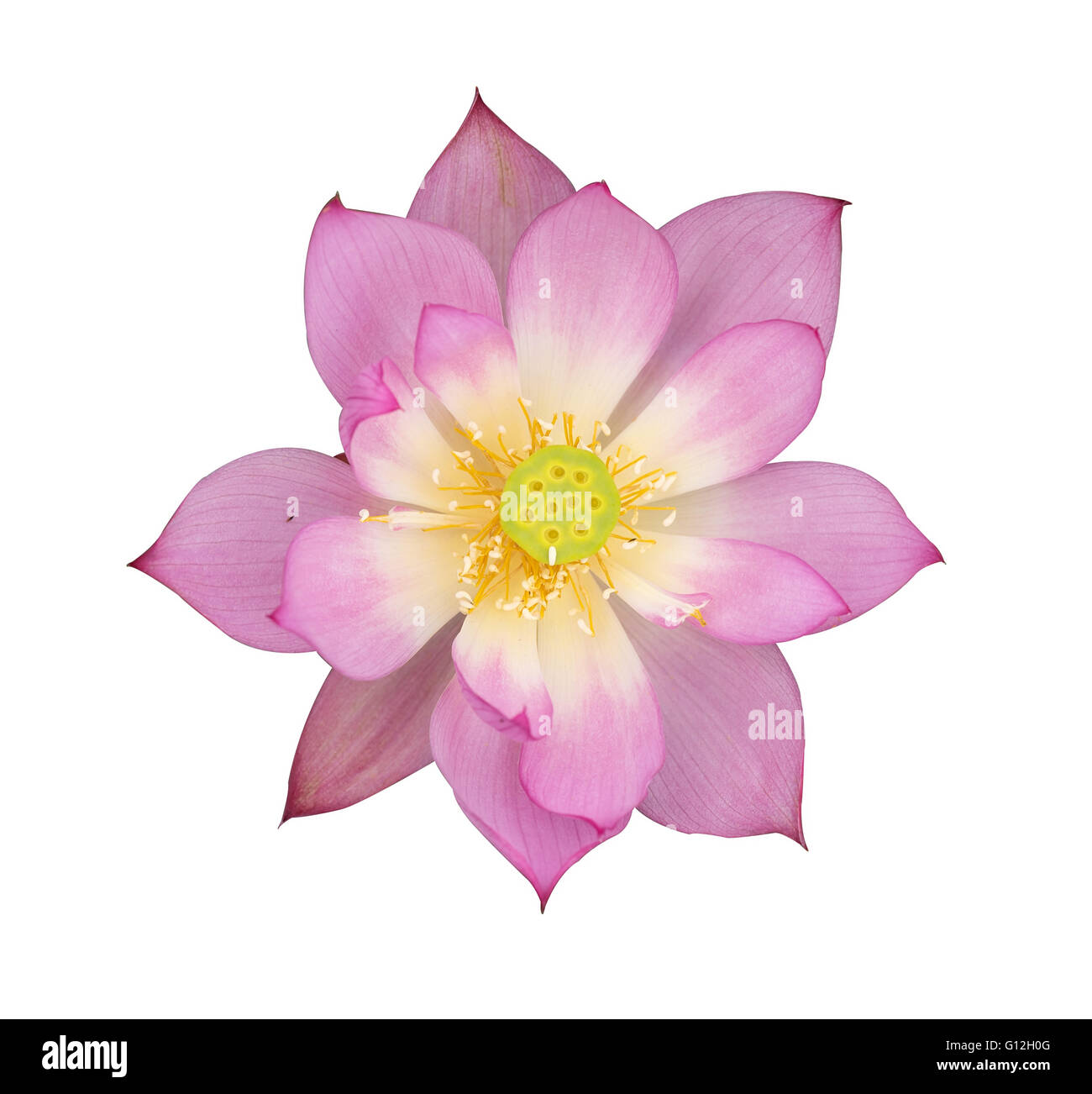 Lotus leaves Cut Out Stock Images & Pictures - Alamy
