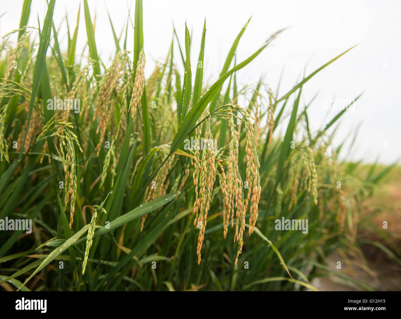 rice field and drops Stock Photo - Alamy