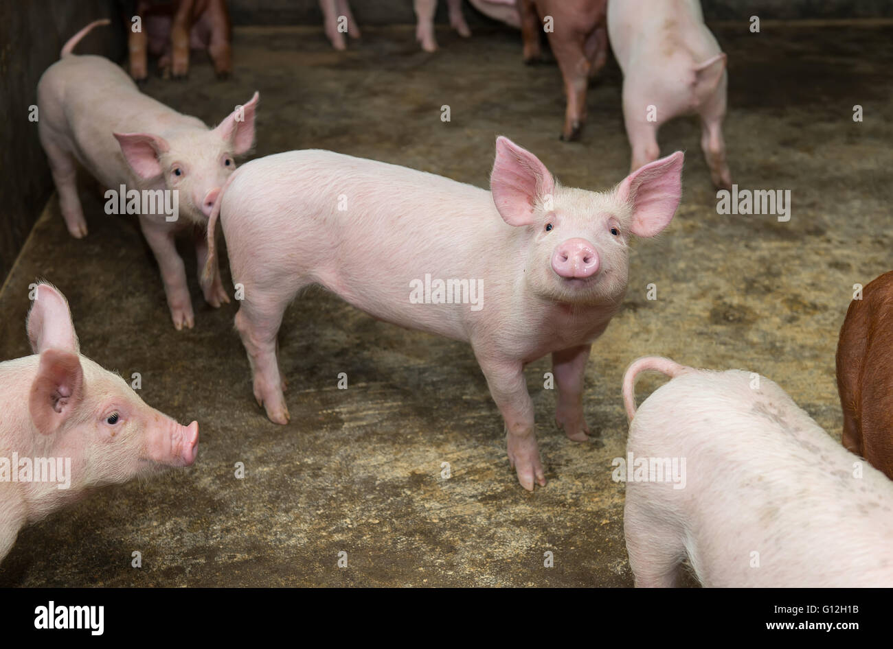 piglets at farm Stock Photo - Alamy
