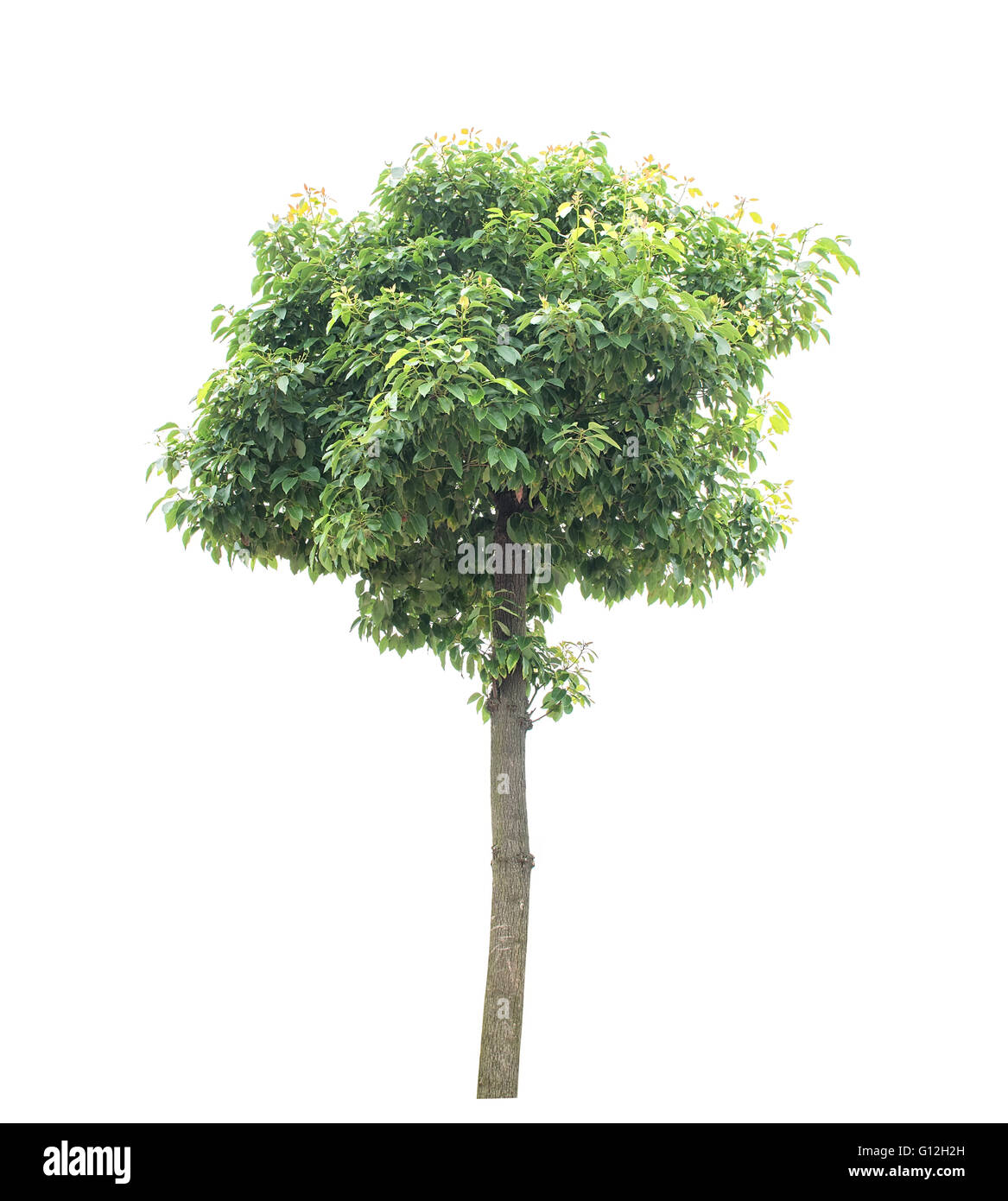 Paper tree Cut Out Stock Images & Pictures - Alamy