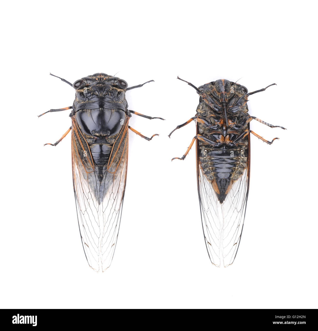 Cicada life cycle hi-res stock photography and images - Alamy