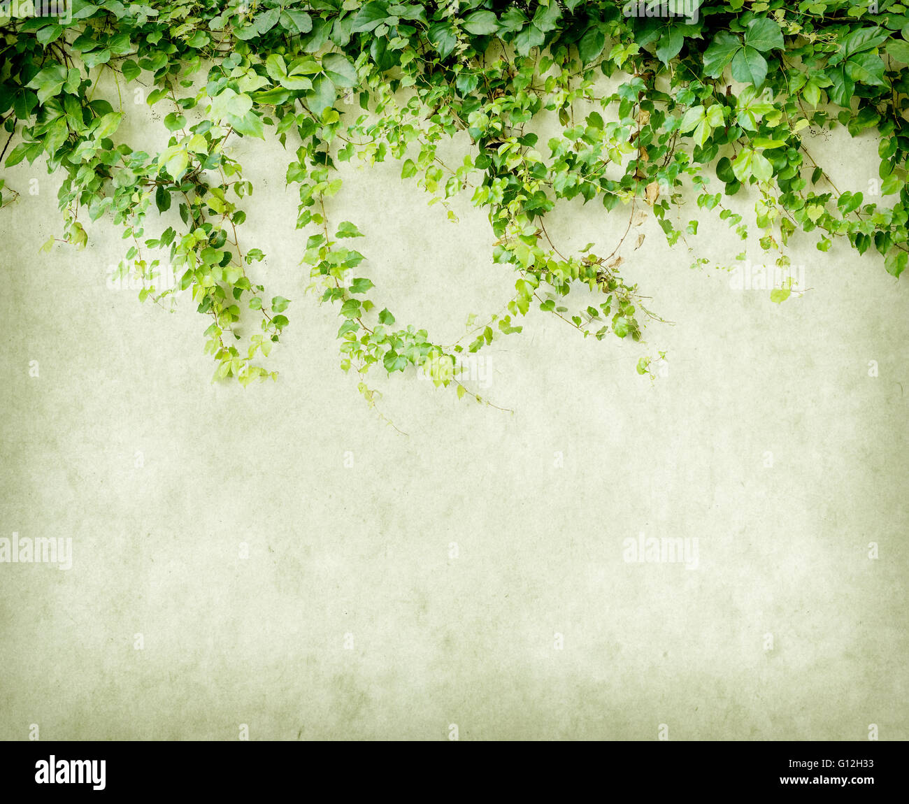 ivy leaves isolated on a white background Stock Photo - Alamy