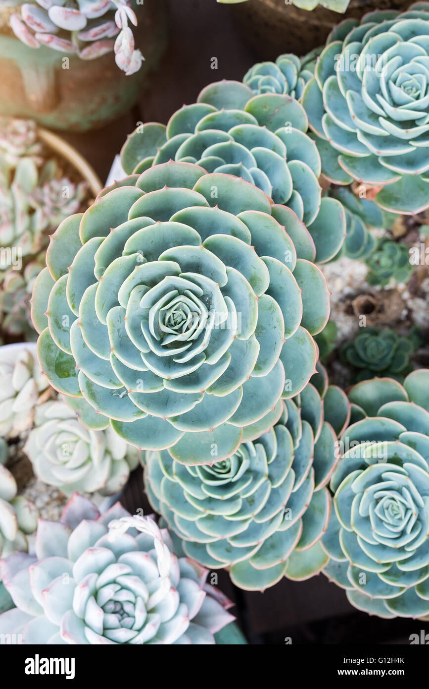 Miniature succulent plants Stock Photo - Alamy