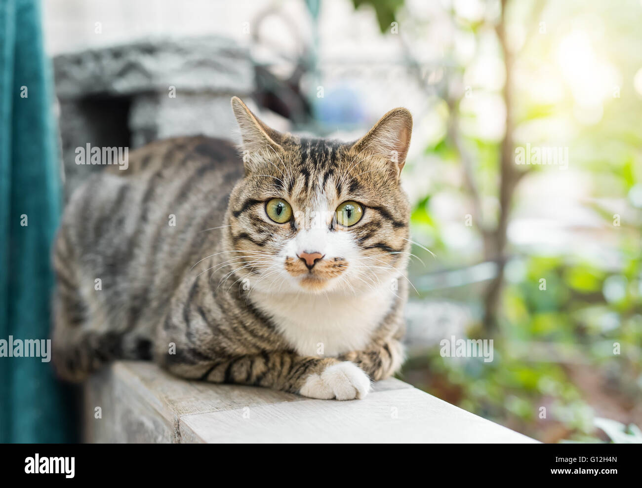 Profile of cat Stock Photo - Alamy