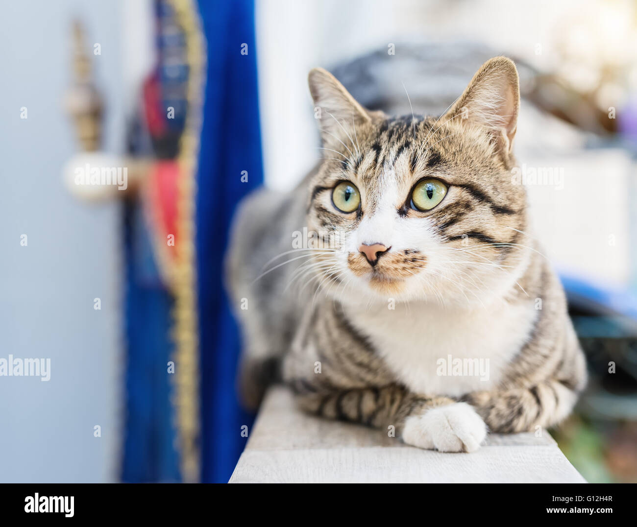 Profile of cat Stock Photo - Alamy
