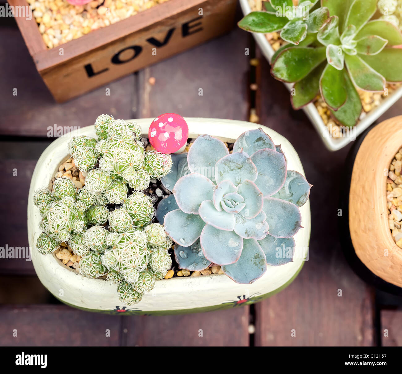 Miniature succulent plants Stock Photo - Alamy