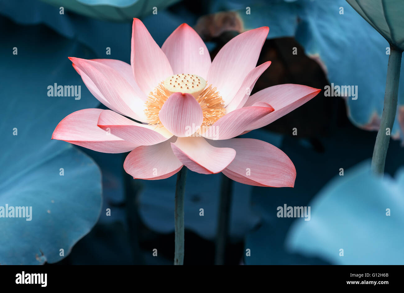 Lotus flower and Lotus flower plants Stock Photo - Alamy