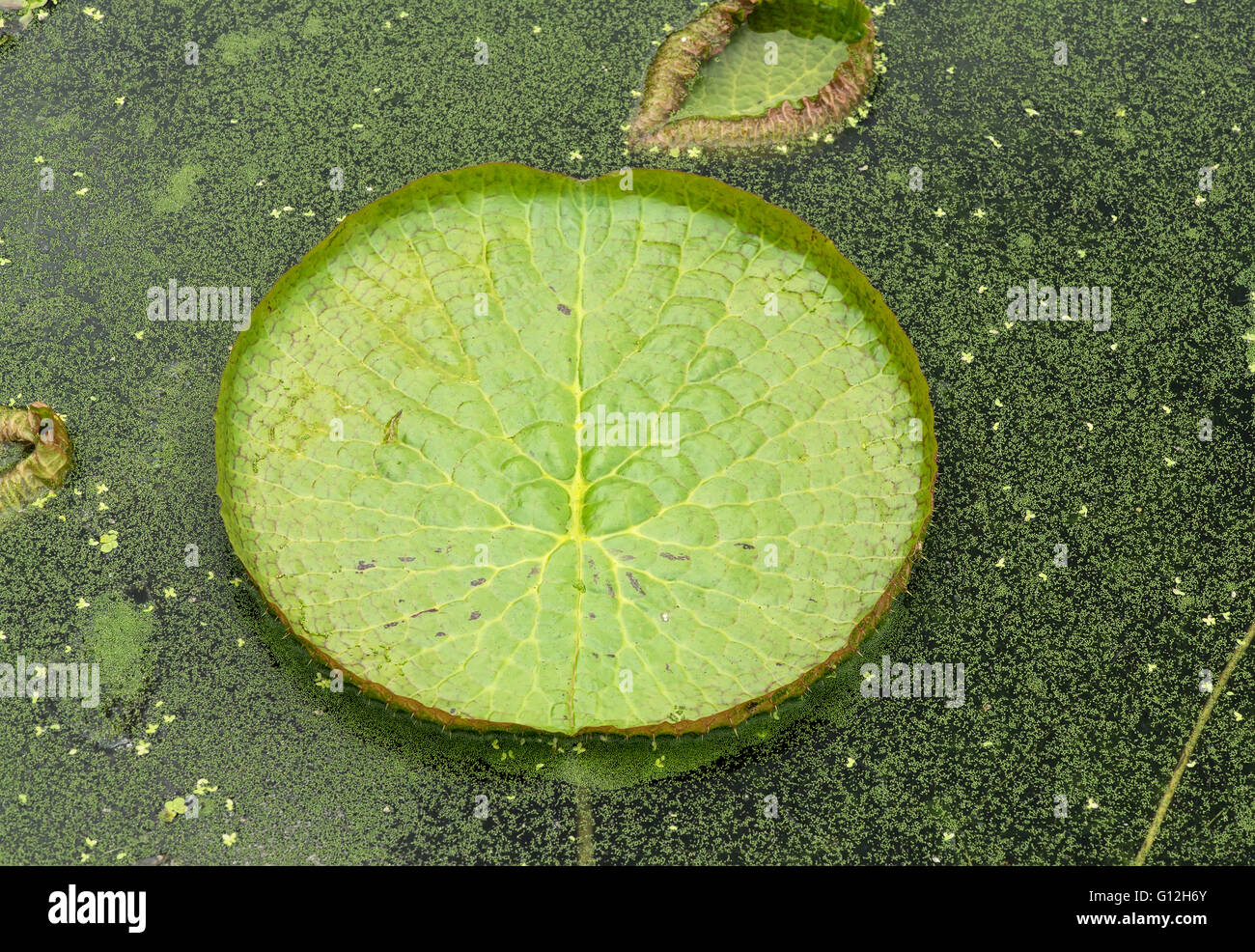 Huge floating lotus,Giant Amazon water lily,Victoria amazonia Stock ...