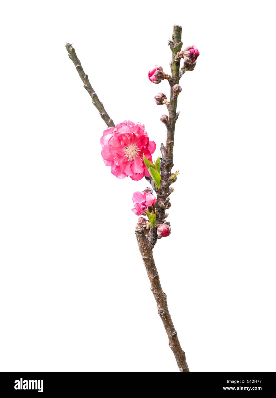 Rural flower Cut Out Stock Images & Pictures - Alamy