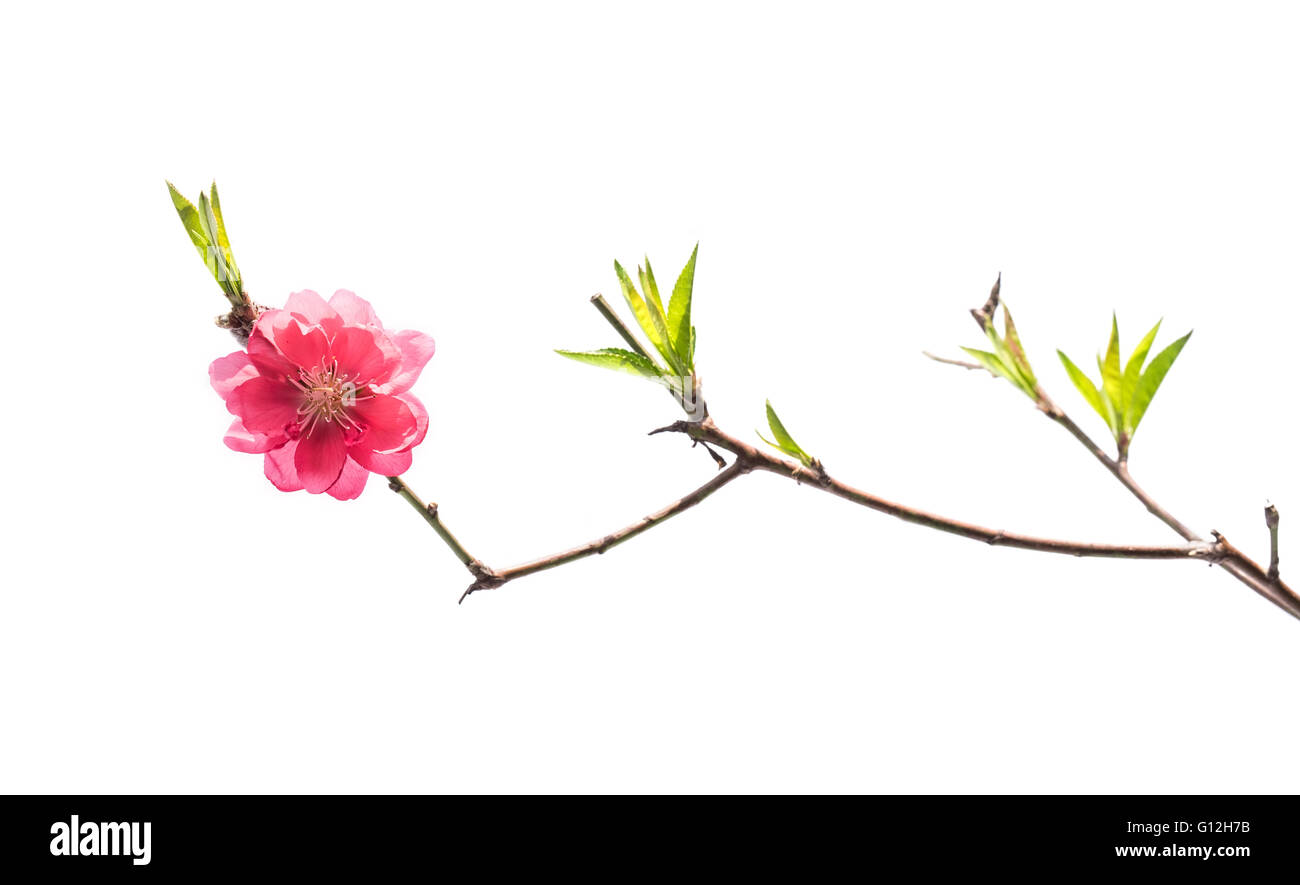 Peach flower hi-res stock photography and images - Alamy