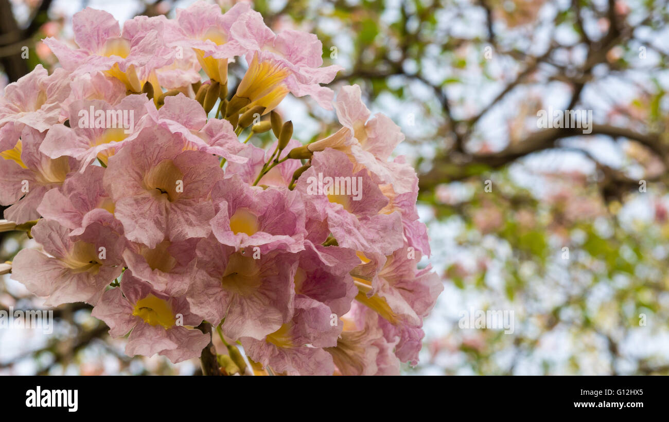 Pink Trumpet flowers Stock Photo - Alamy