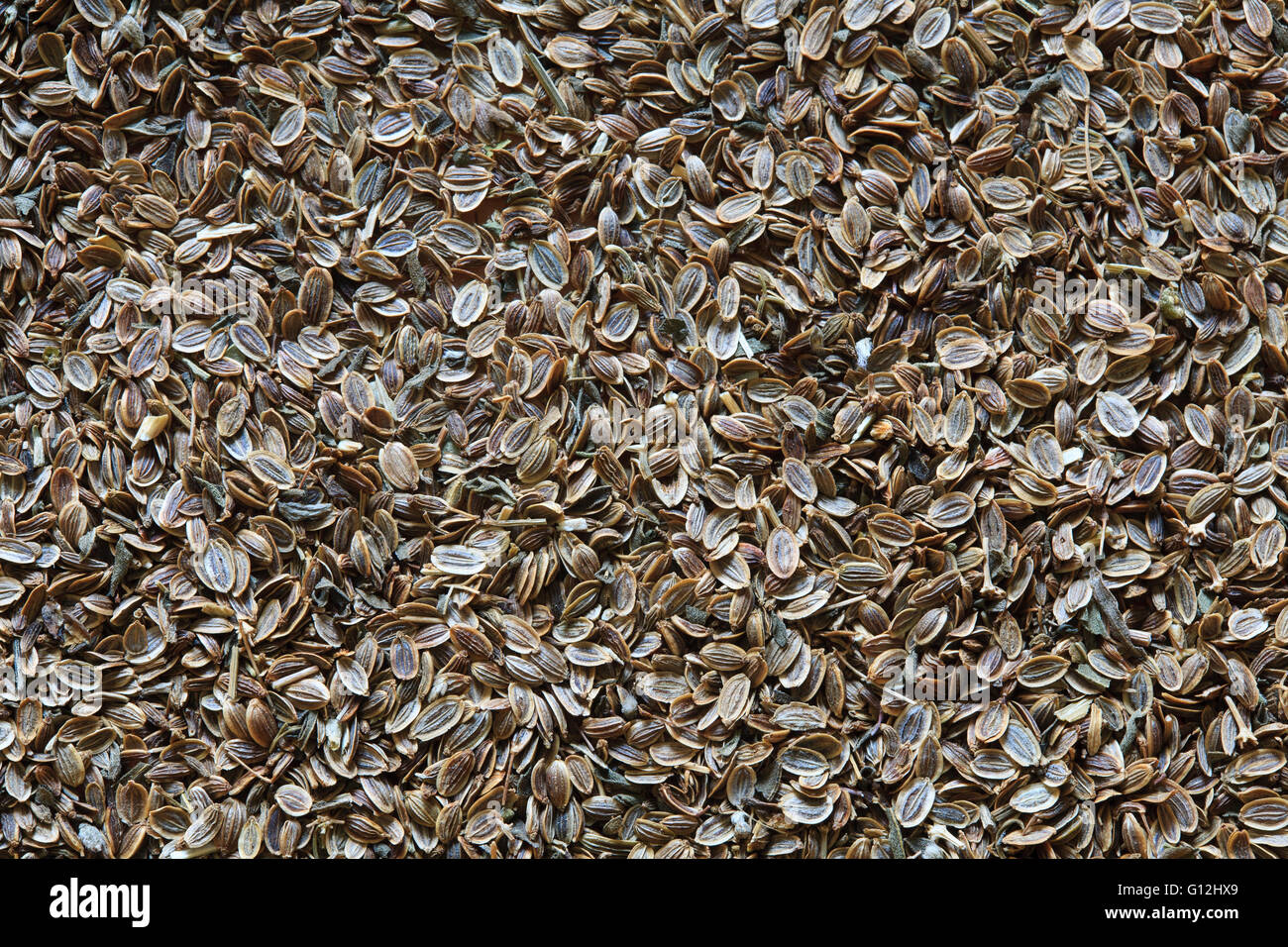dill seeds, dill photo. dry dill. pile of dill, dill background, fennel ...