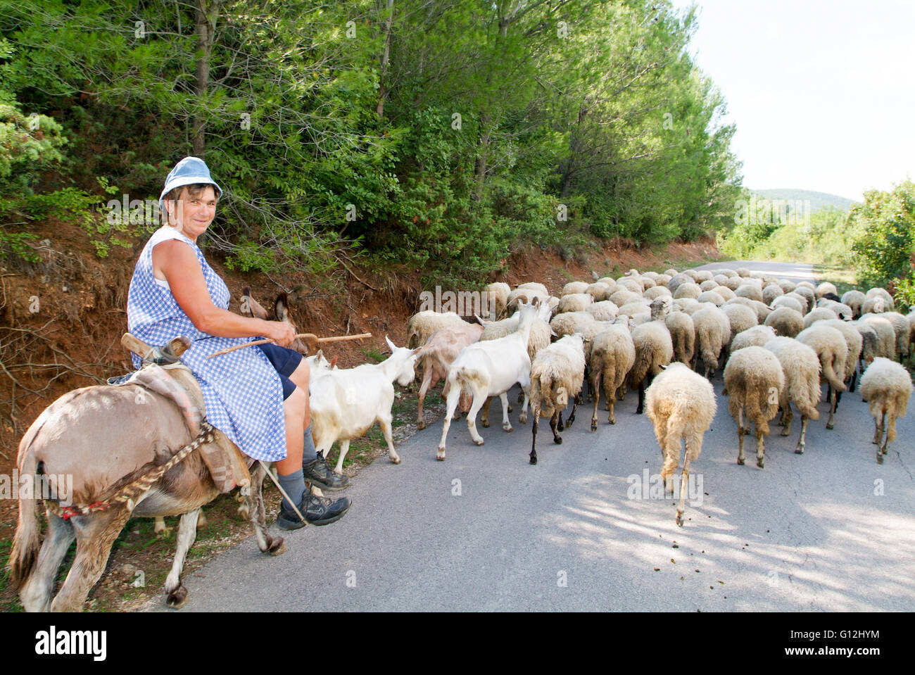 Krka, Croatia - 26 August 2004: Woman on a donkey with his flock of ...