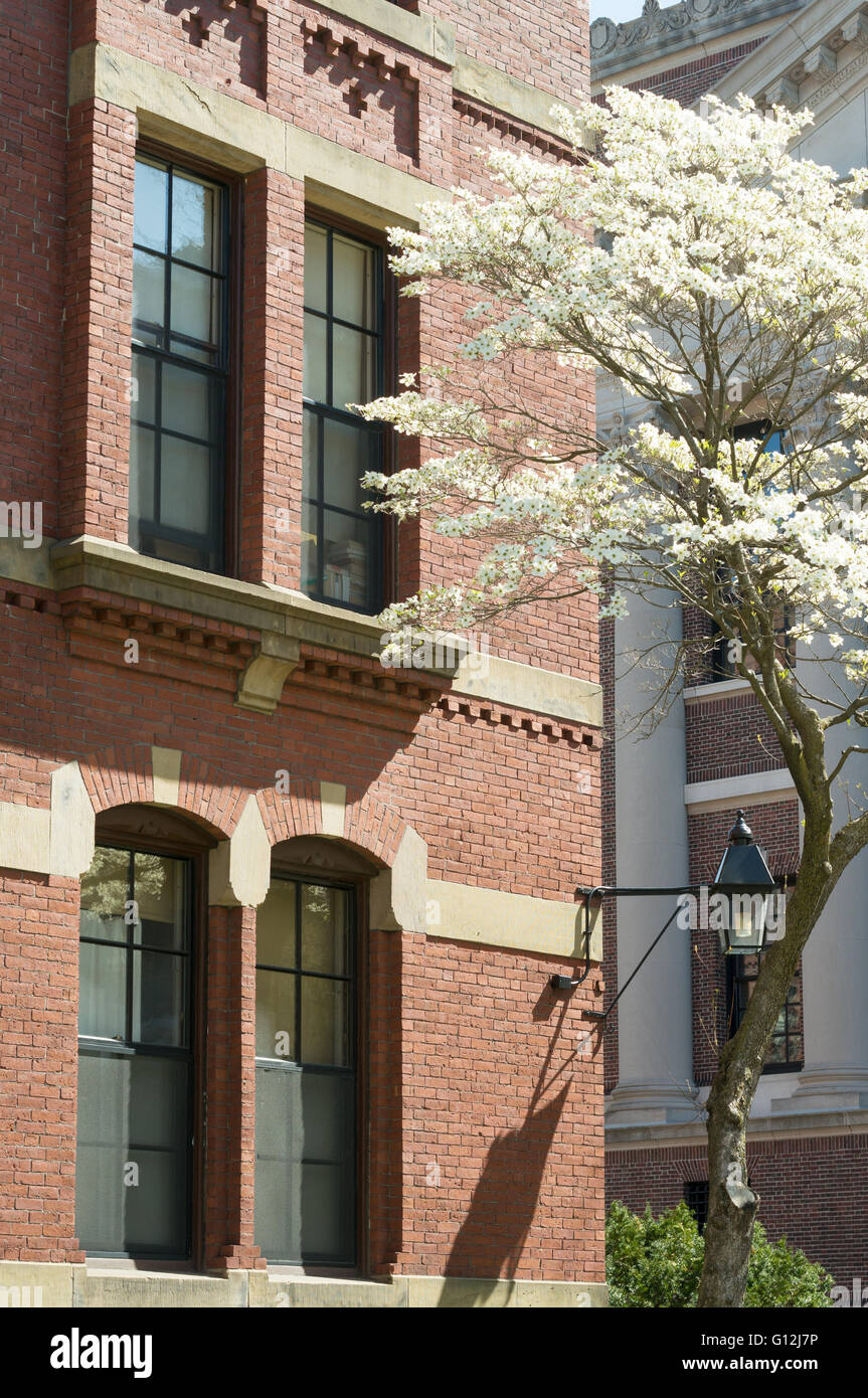 Spring blossom in Harvard University yard, Cambridge, Massachusetts ...