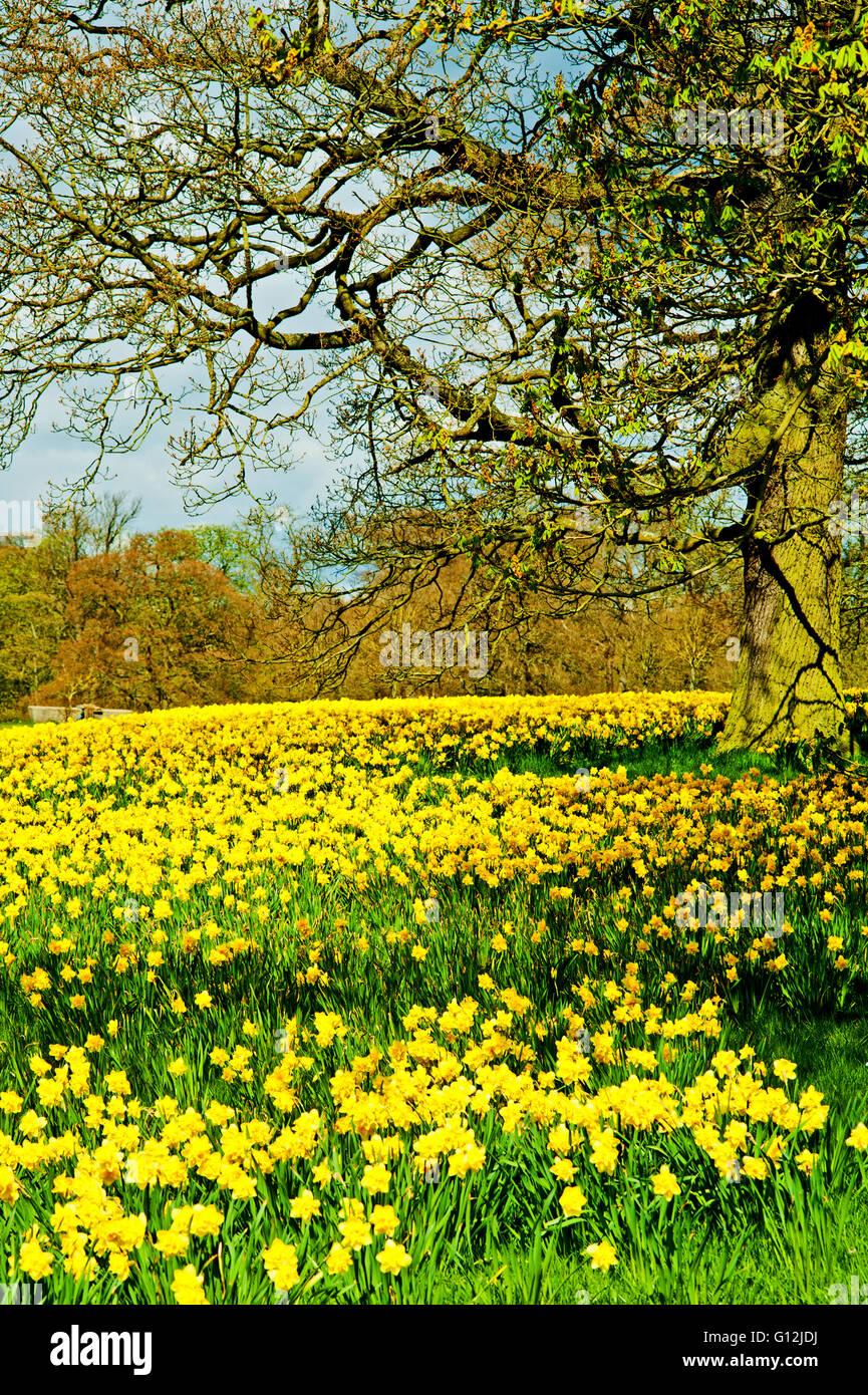 Daffodils, Wynyard Gardens, Wynyard, England Stock Photo - Alamy