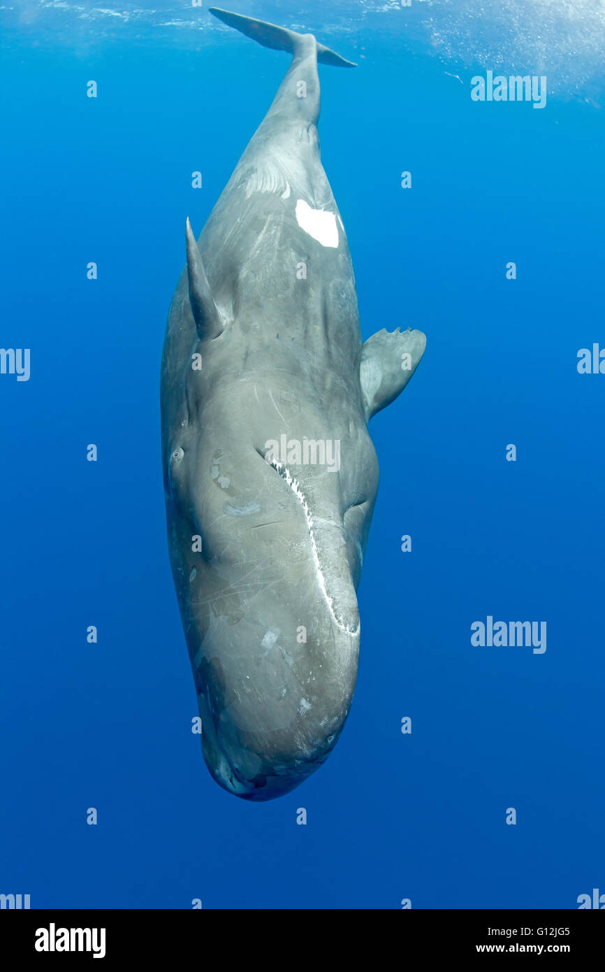Sperm whale hi-res stock photography and images - Alamy