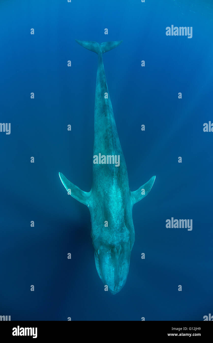 Balaenoptera musculus brevicauda hi-res stock photography and images ...