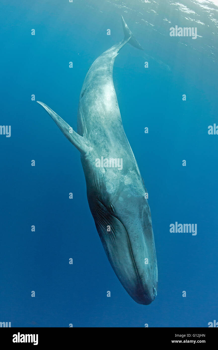 Indian Whale