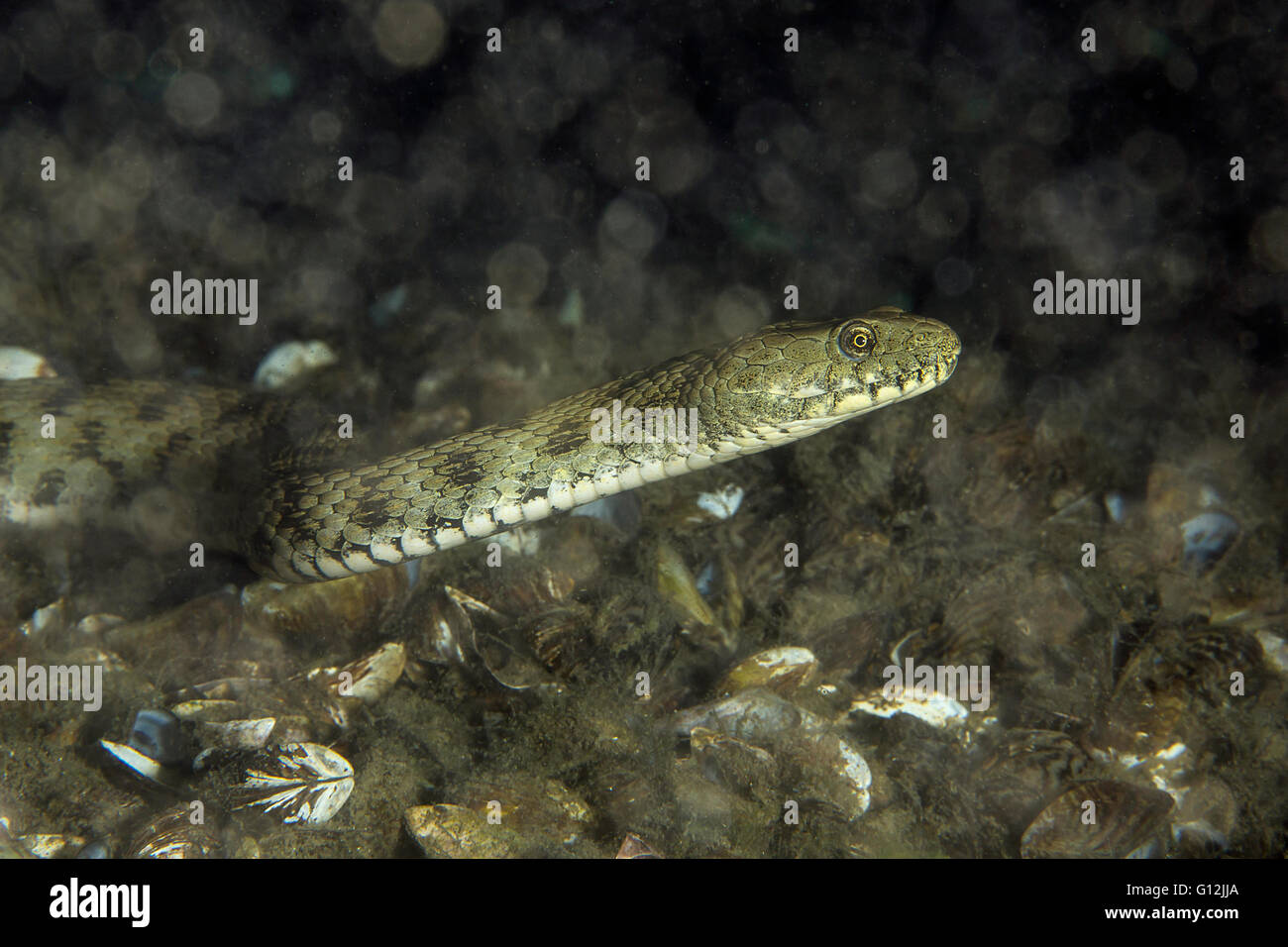 Dice Snake, Natrix tessellata, Lake Lugano, Switzerland Stock Photo - Alamy