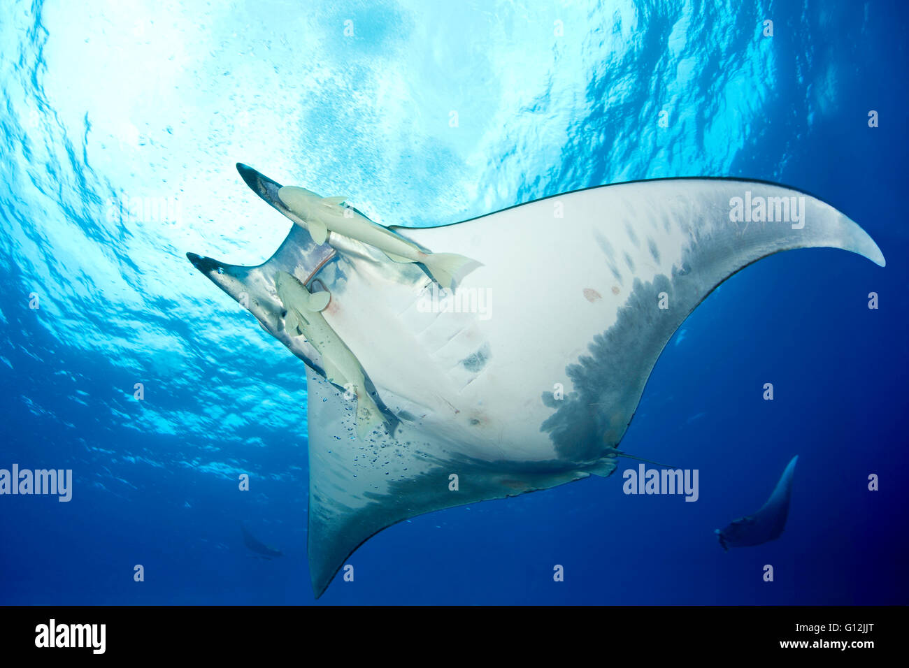 Sicklefin Devil Ray, Mobula tarapacana, Santa Maria, Azores, Portugal ...