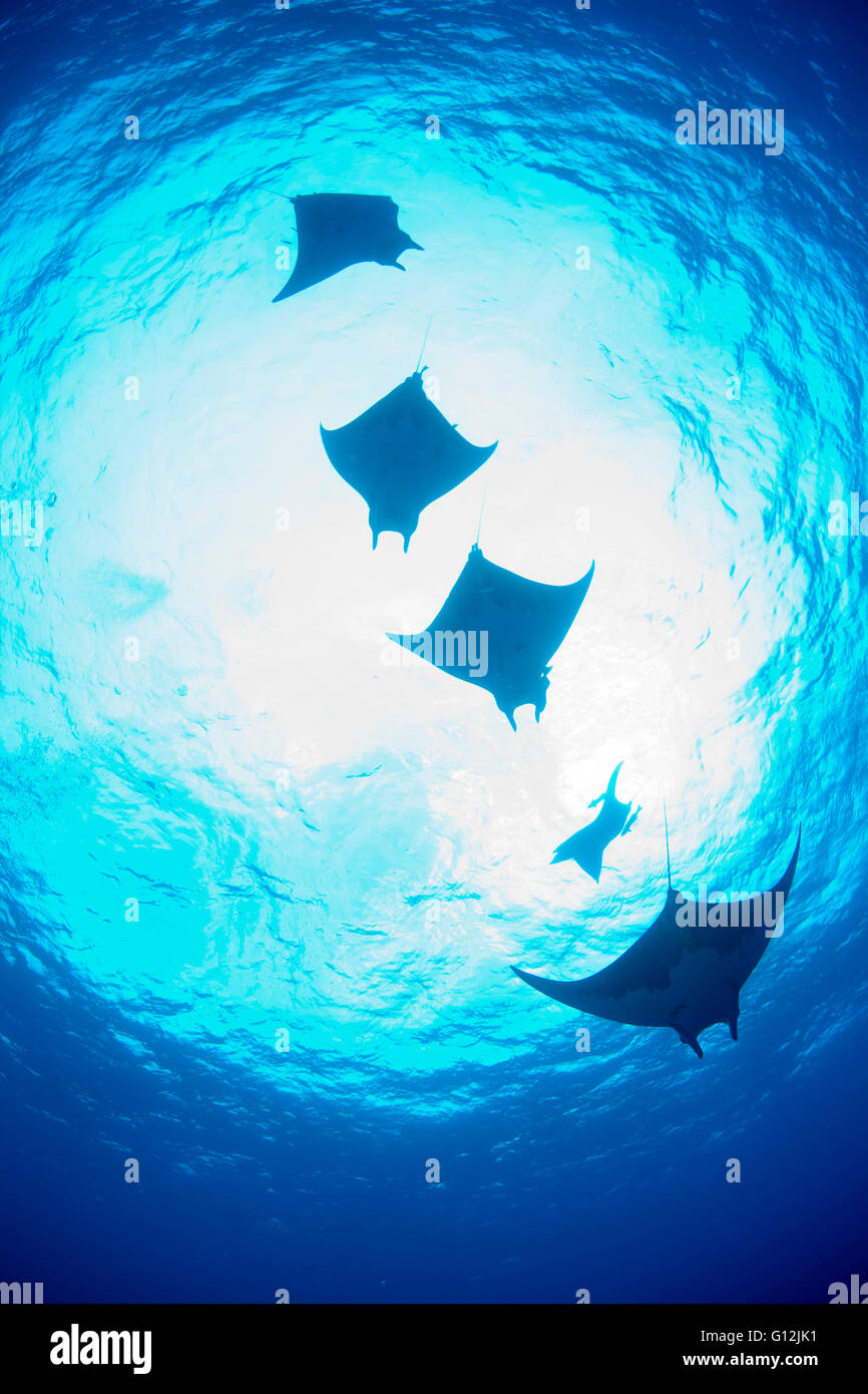 Sicklefin Devil Ray, Mobula tarapacana, Santa Maria, Azores, Portugal ...