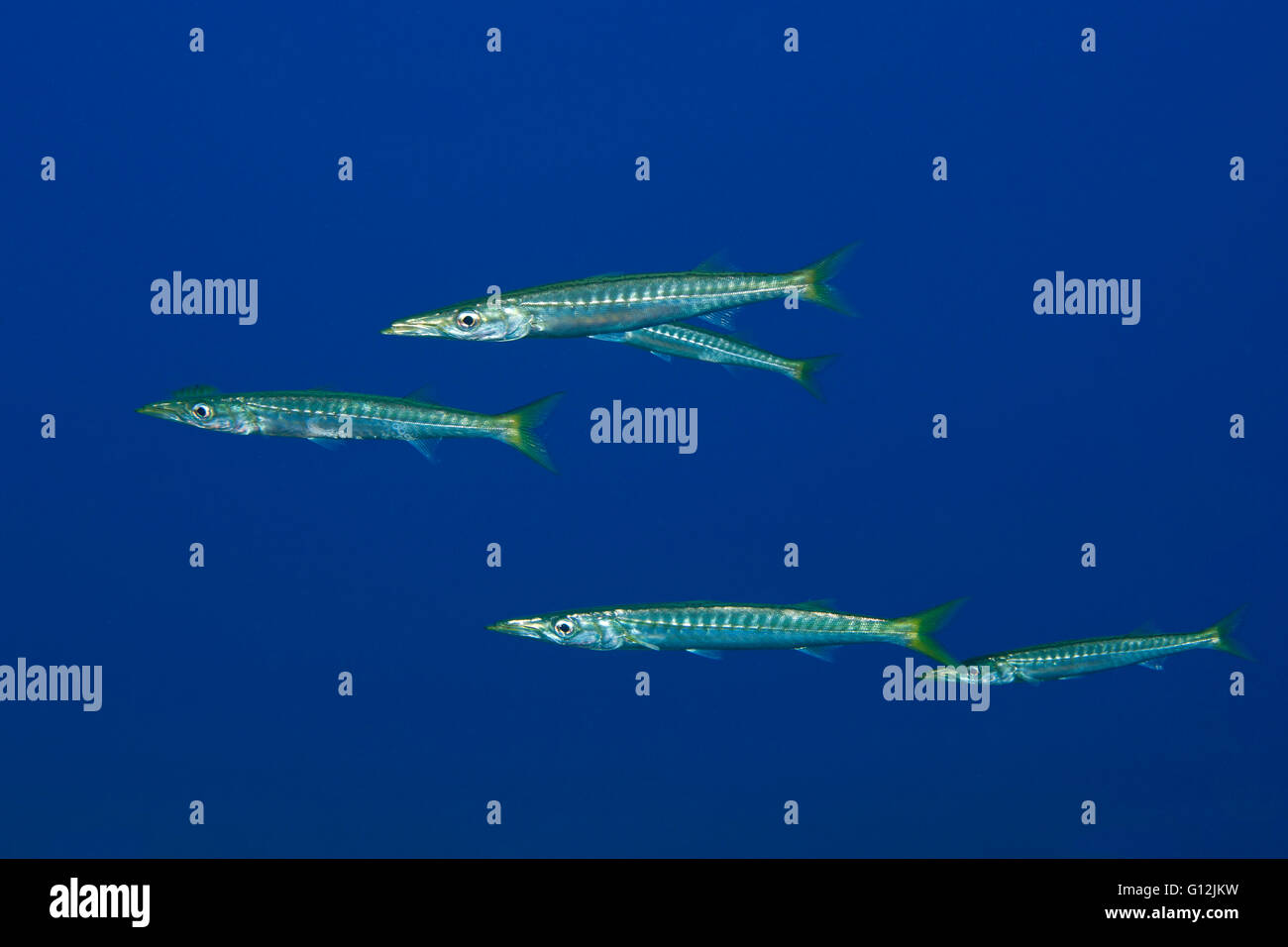 Sphyraena viridensis azores hi-res stock photography and images - Alamy