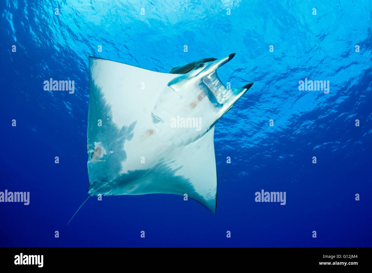 Sicklefin Devil Ray, Mobula tarapacana, Santa Maria, Azores, Portugal ...