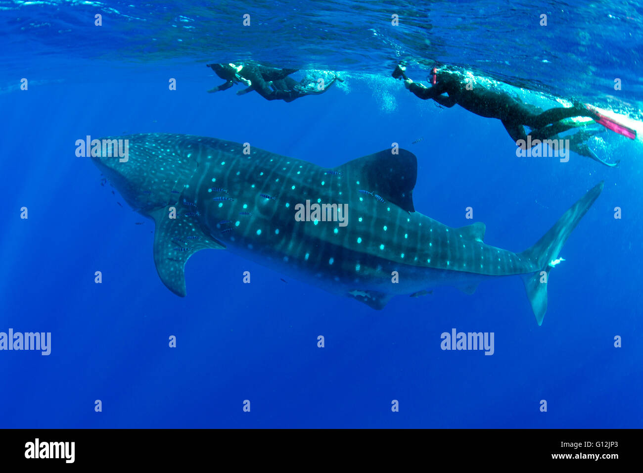 Whale Shark And Snorkelers High Resolution Stock Photography and Images ...