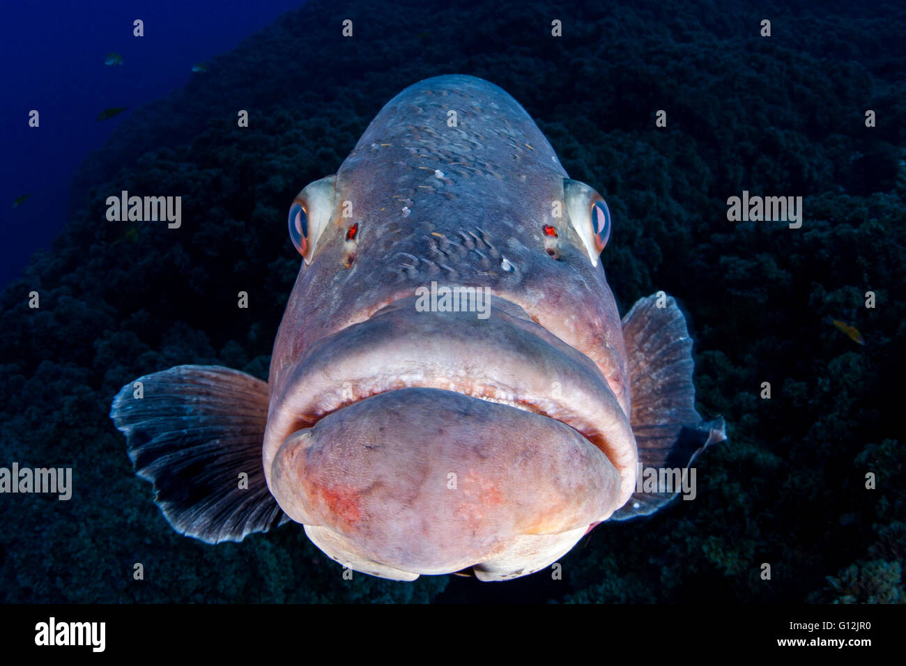 Grouper fish underwater hi-res stock photography and images - Alamy